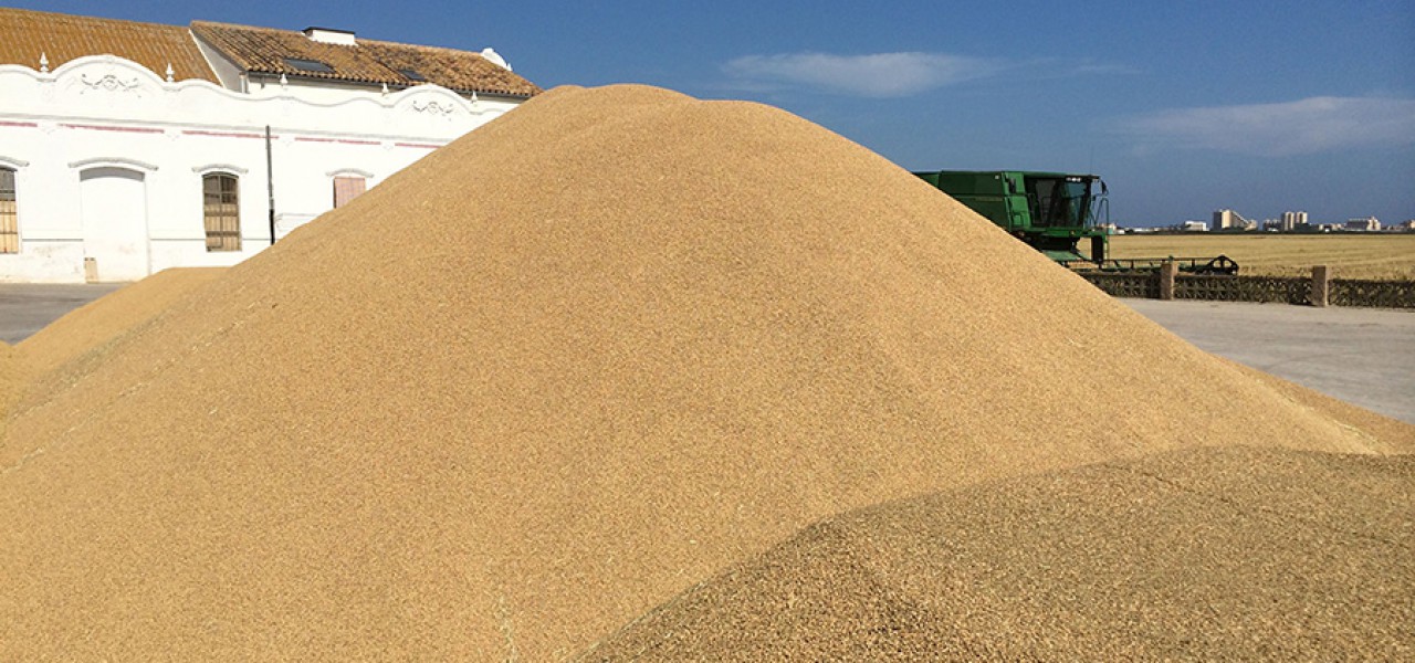 Arroz Bomba Clover Value
